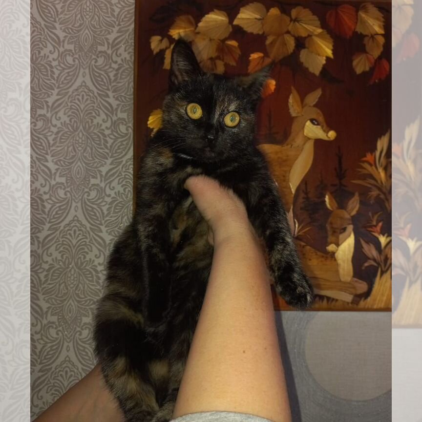 Котёнок в добрые руки