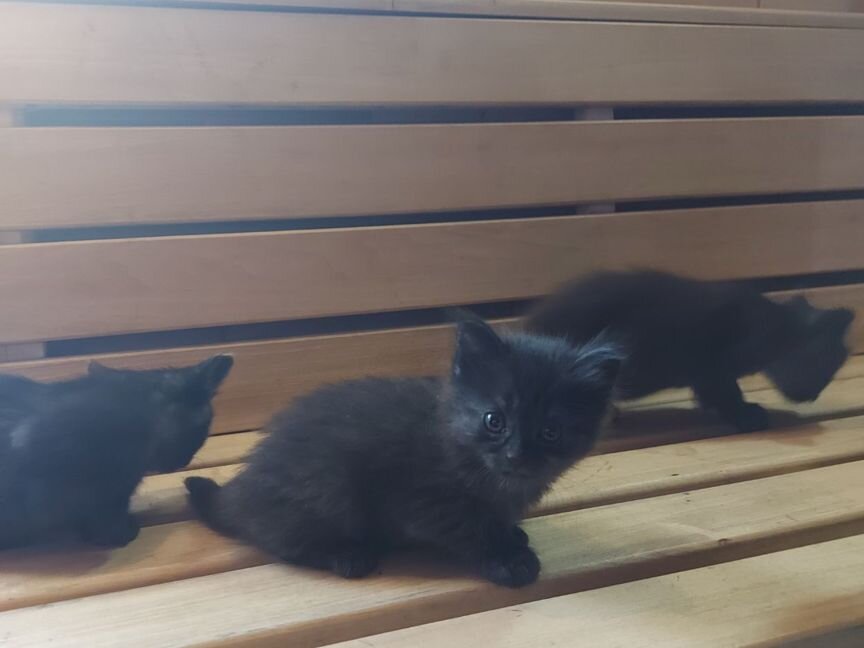 Котята в добрые руки