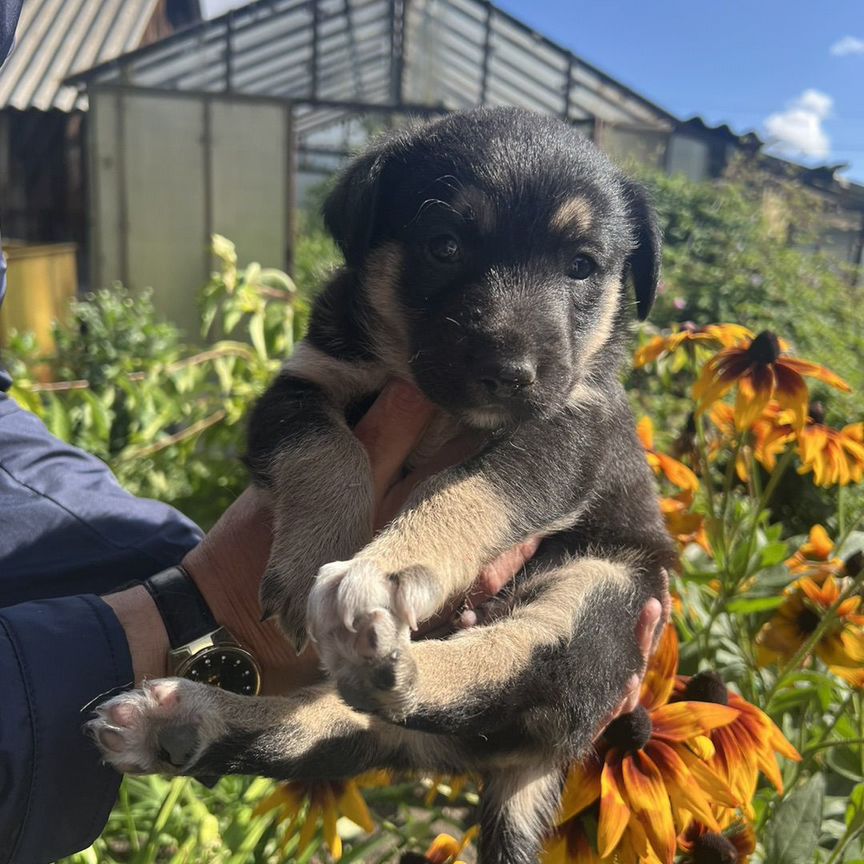 Щенок в добрые руки бесплатно мальчик
