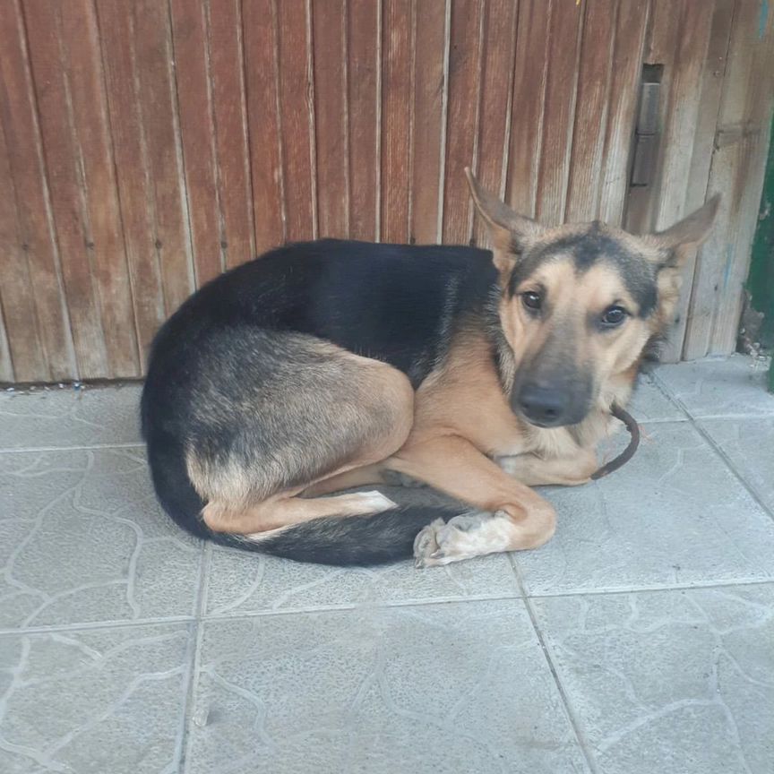 Собака в добрые руки помесь овчарки