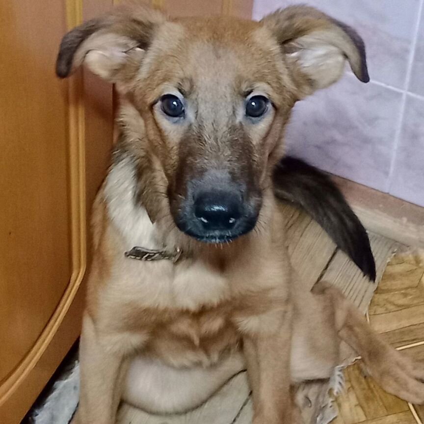 Несчастный щенок в добрые руки