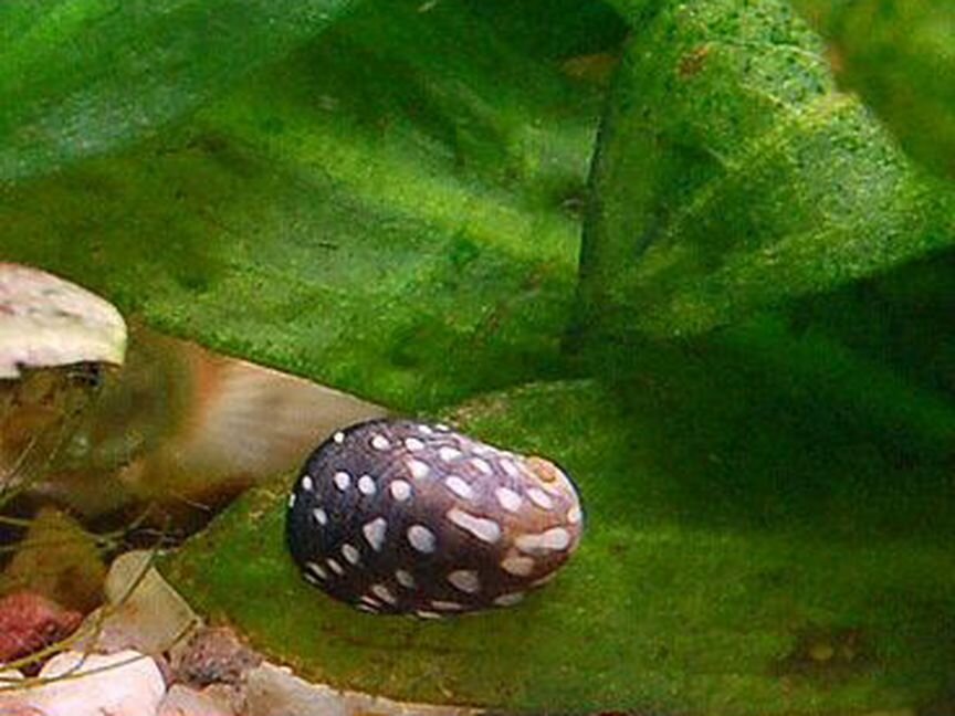 Теодоксус улитка. Есть в наличии