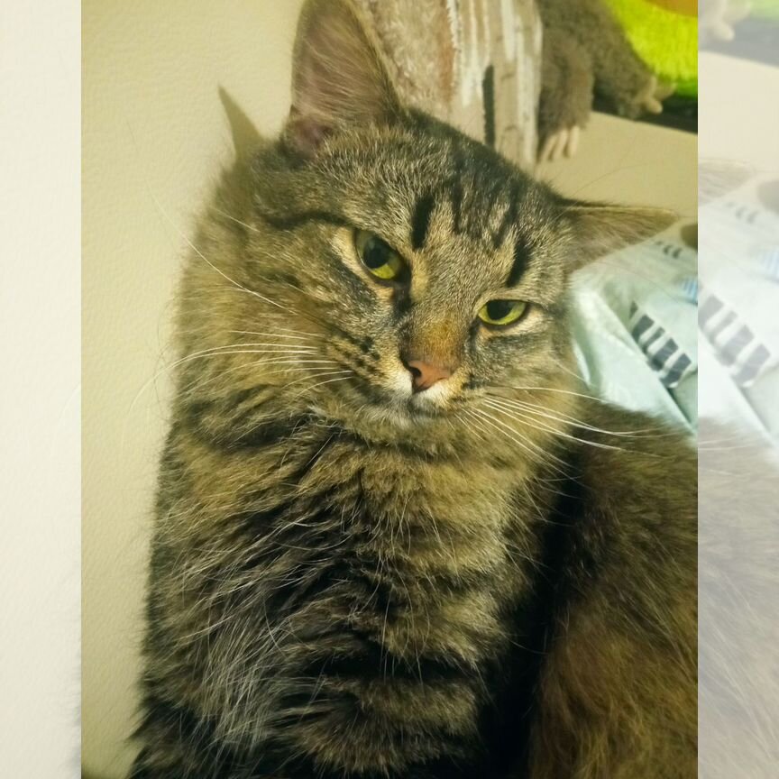 Взрослый кот в добрые руки