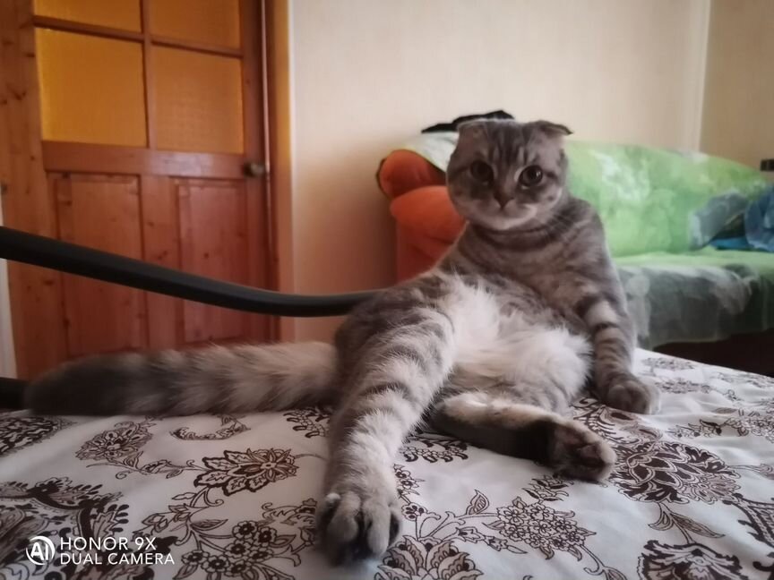 Кошечка ищит котика для создания новой жизни