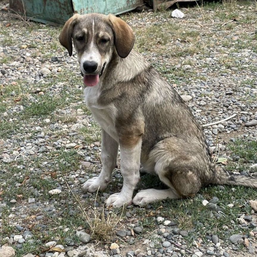 Щенок в надежные руки