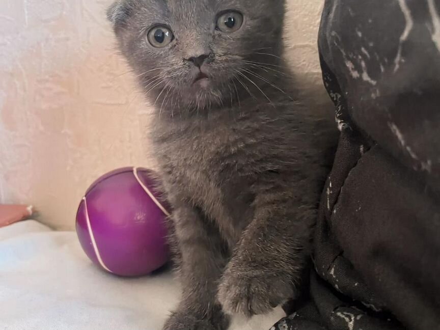 Шотландская веслоухая