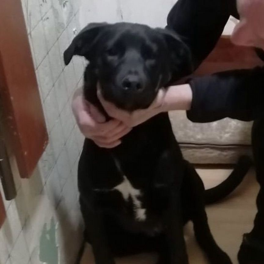 Лабрадор бесплатно