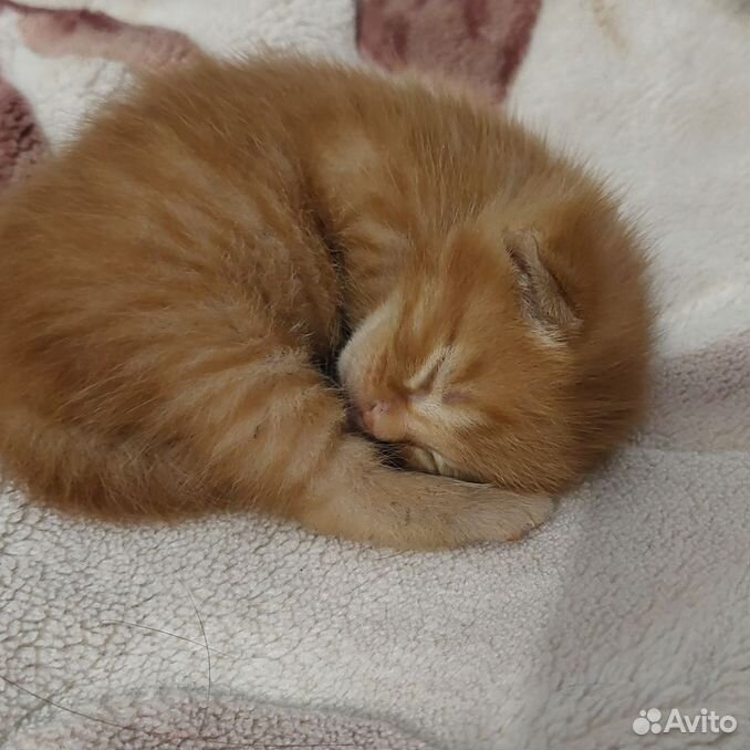 Рыжий котенок "Тигрик"