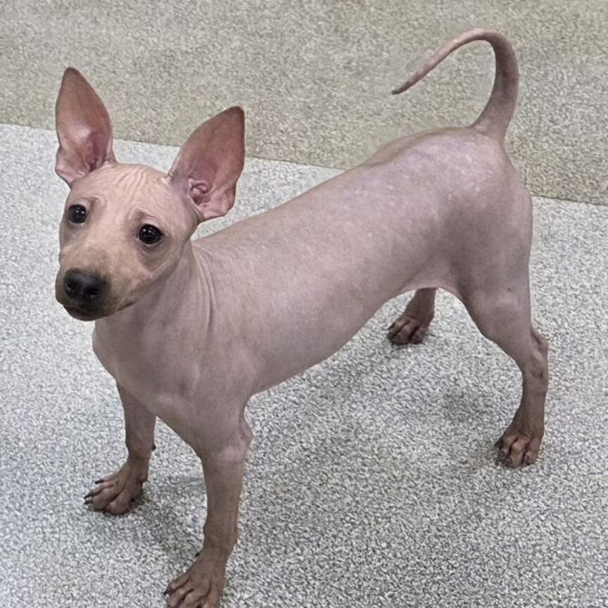 Американский голый терьер, щенок