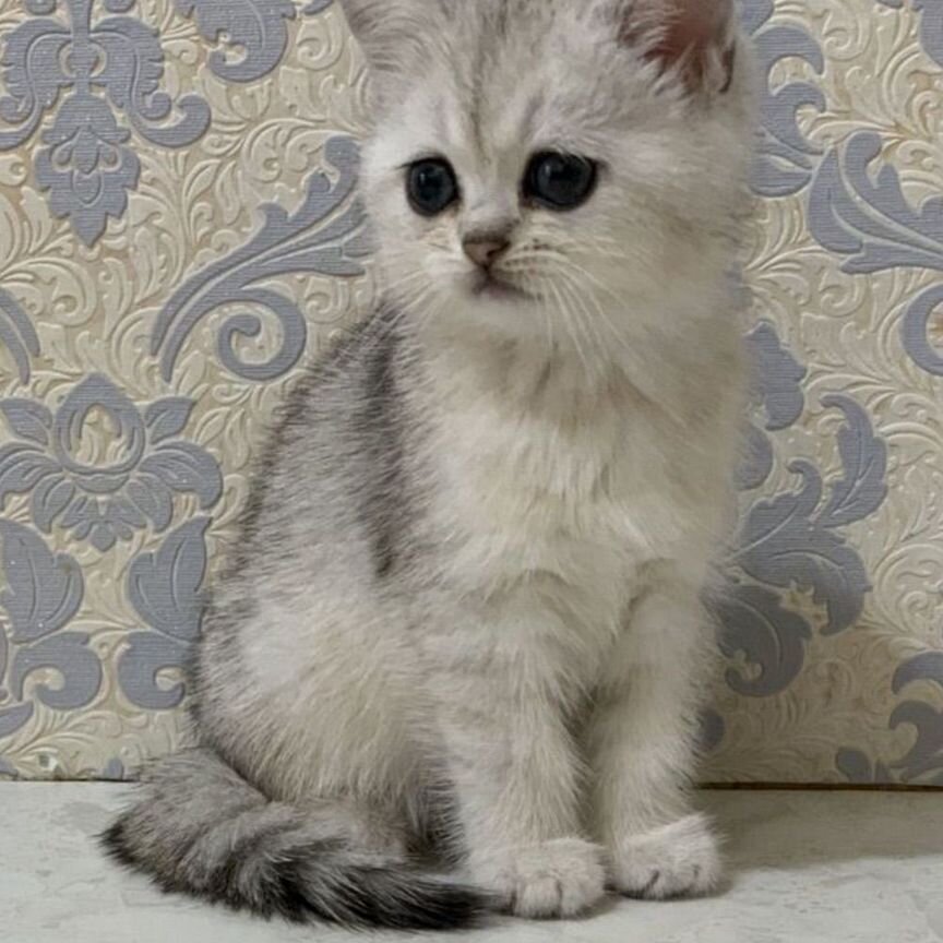 Британский короткошёрстный котёнок