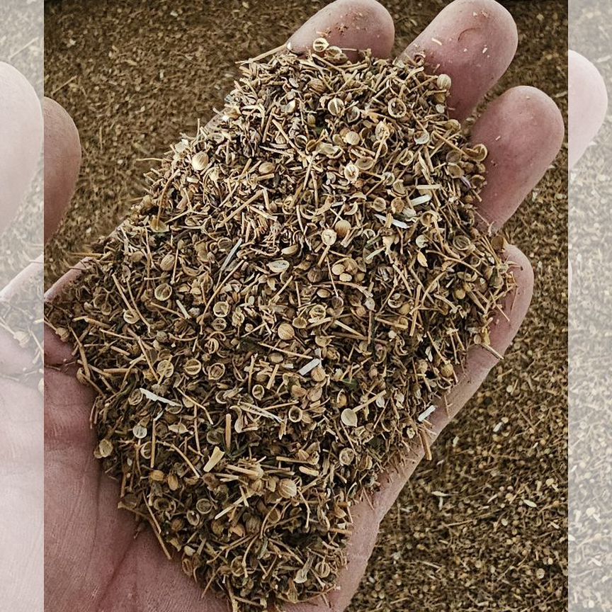 Отходы кориандра