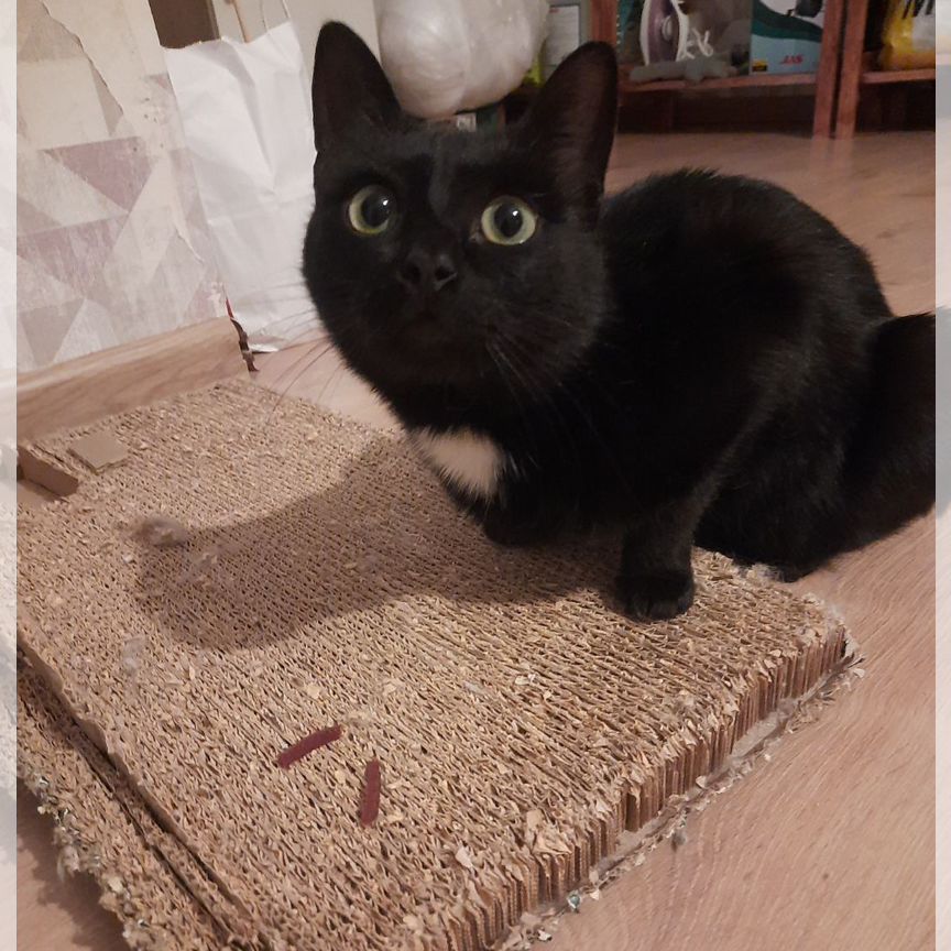 Взрослый кот в добрые руки