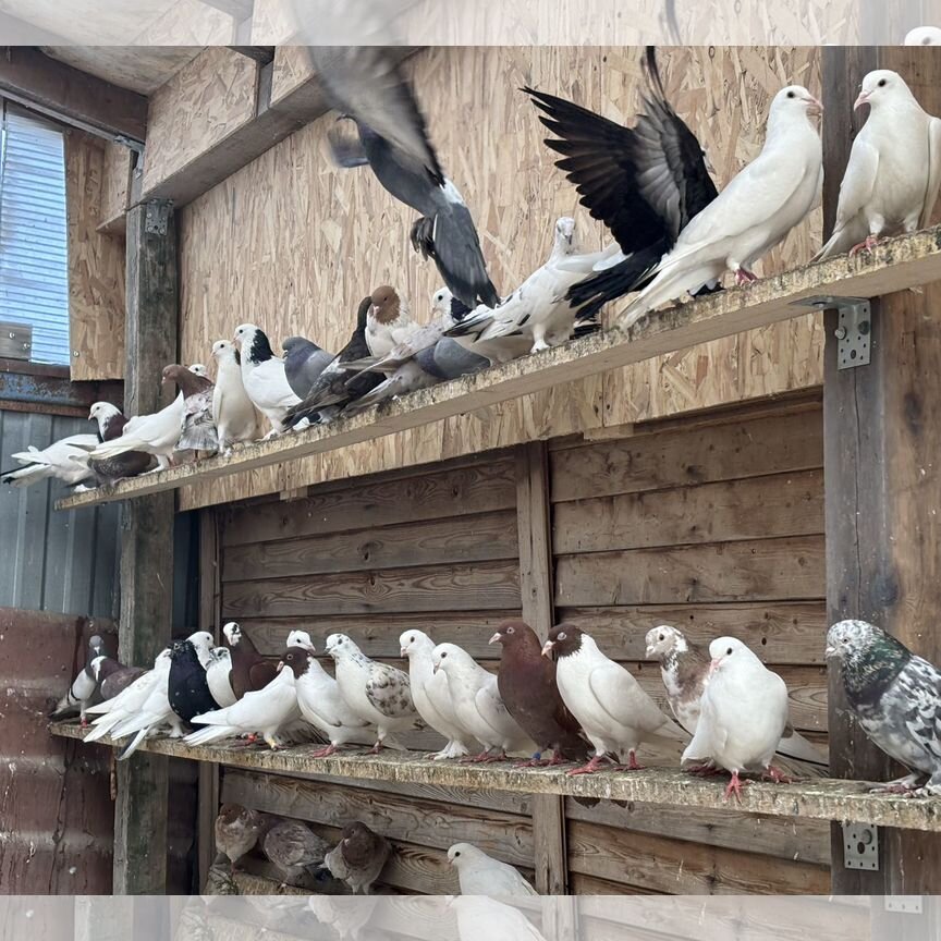 Турецкие,Бакинские,Краснодарские Бойные