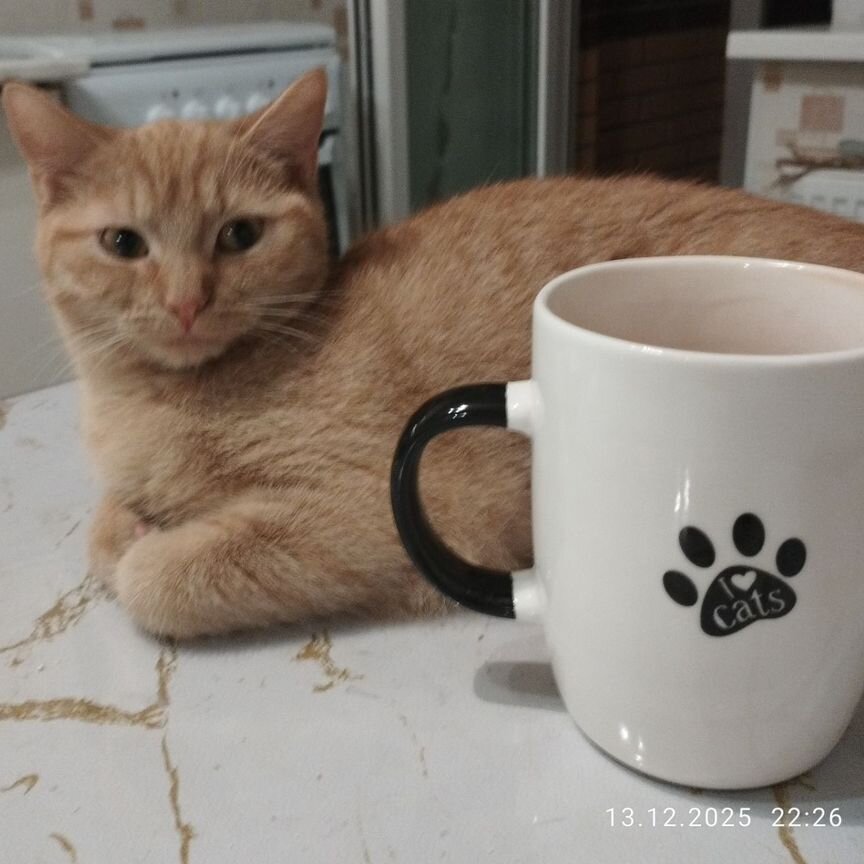 Котёнок в добрые руки