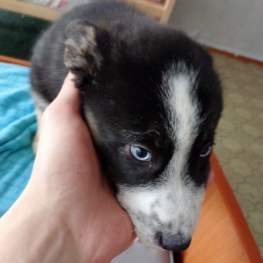 Сибирский хаски, щенок