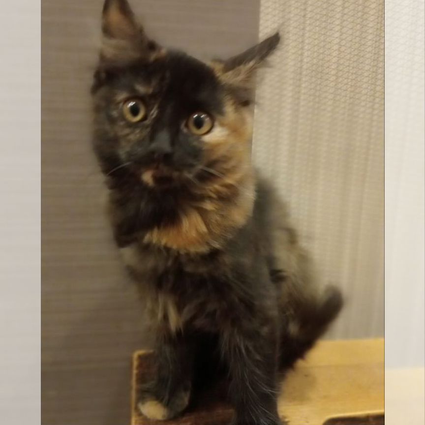 Котёнок 2,5 месяца девочка