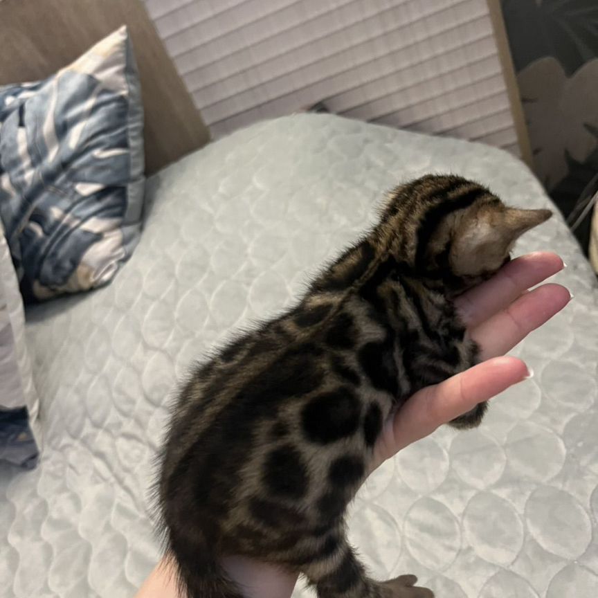 Бенгальские котята