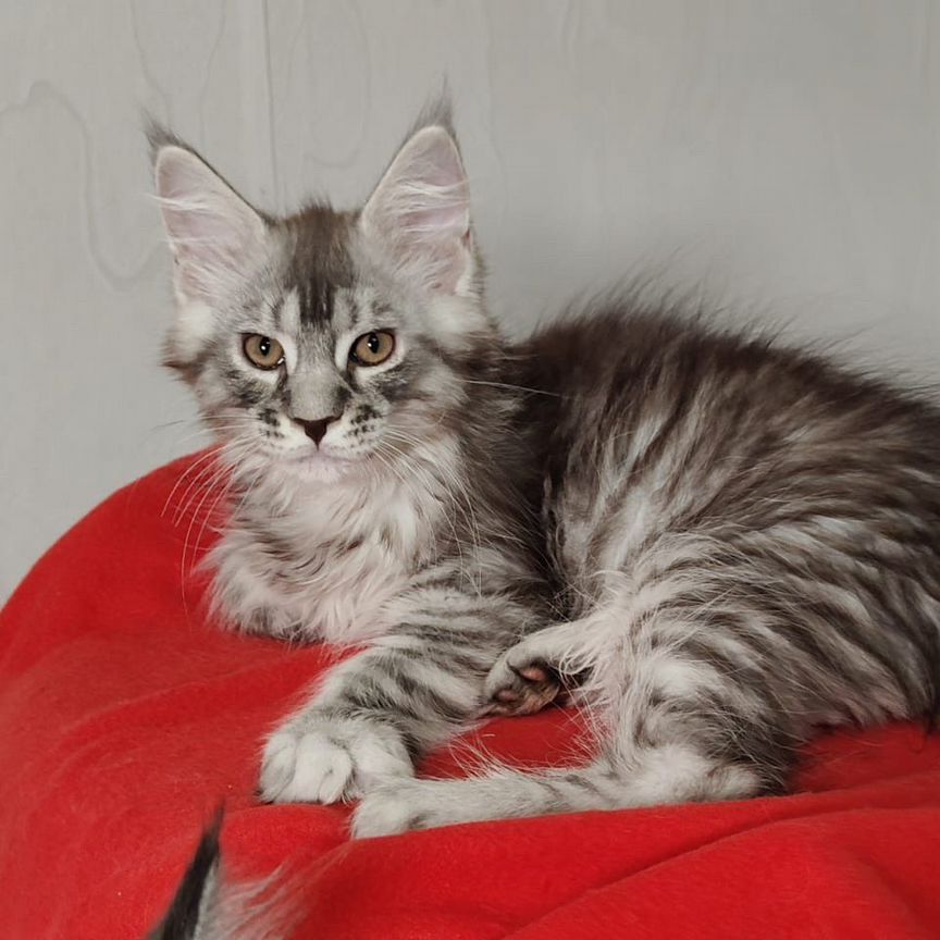 Котята мейн-кун