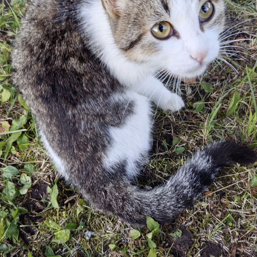 Кошка ищет дом
