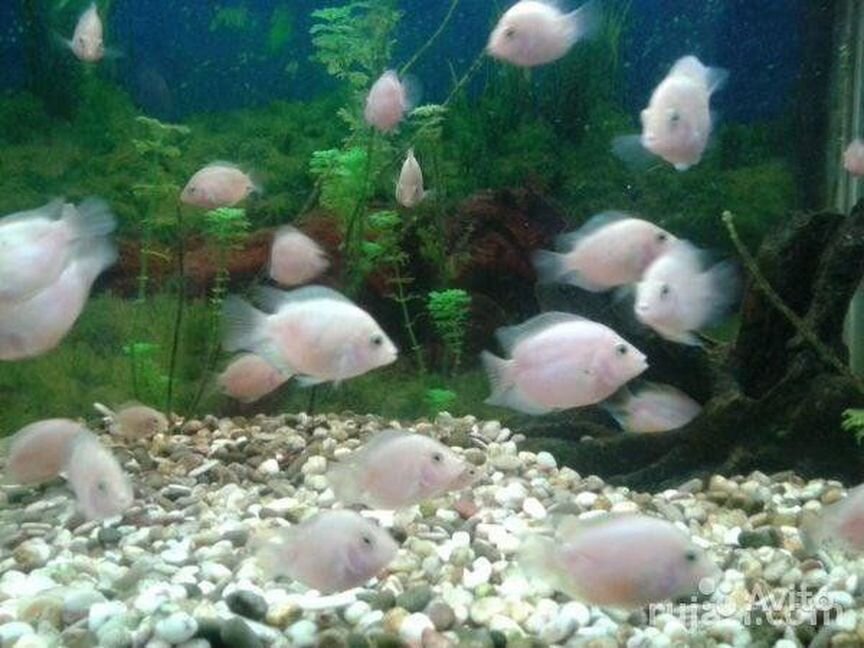 Аквариумные рыбки
