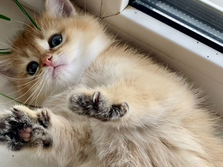 Золотая Британская шиншилла