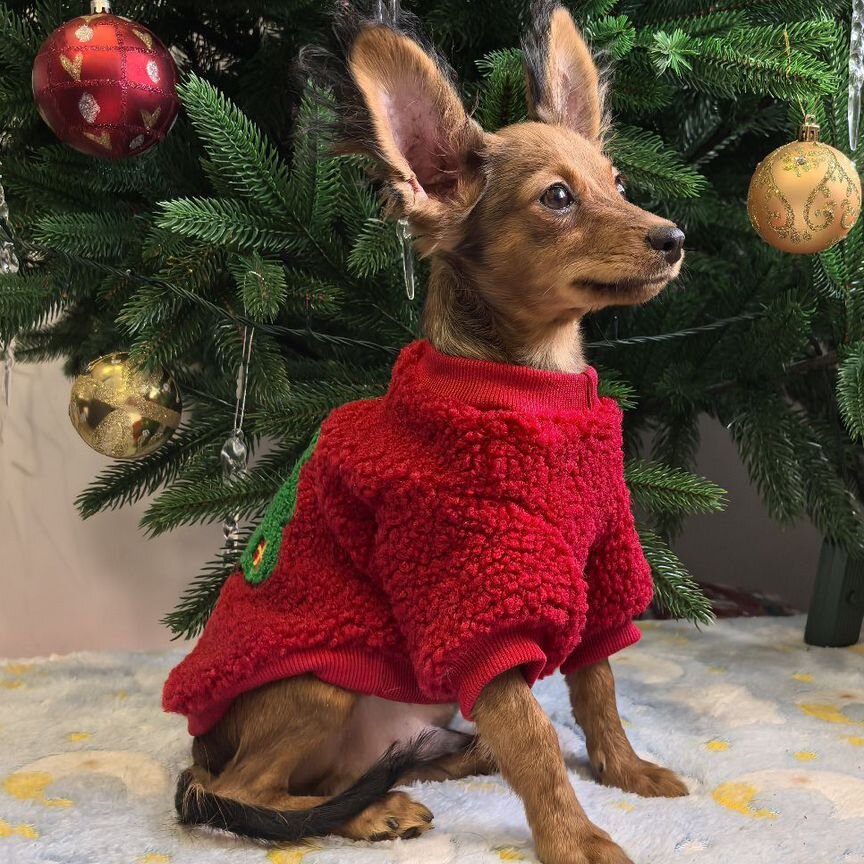 Русский той-терьер, щенок