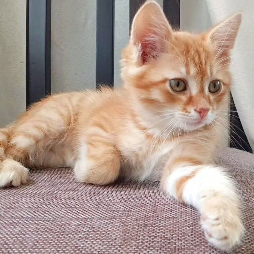 Котенок