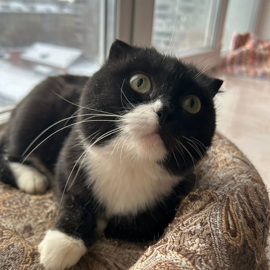 Вислоухая Кошечка