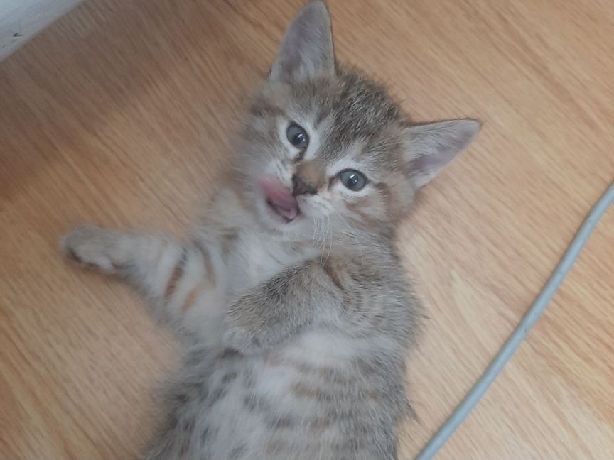 Бенгальская кошка бесплатно