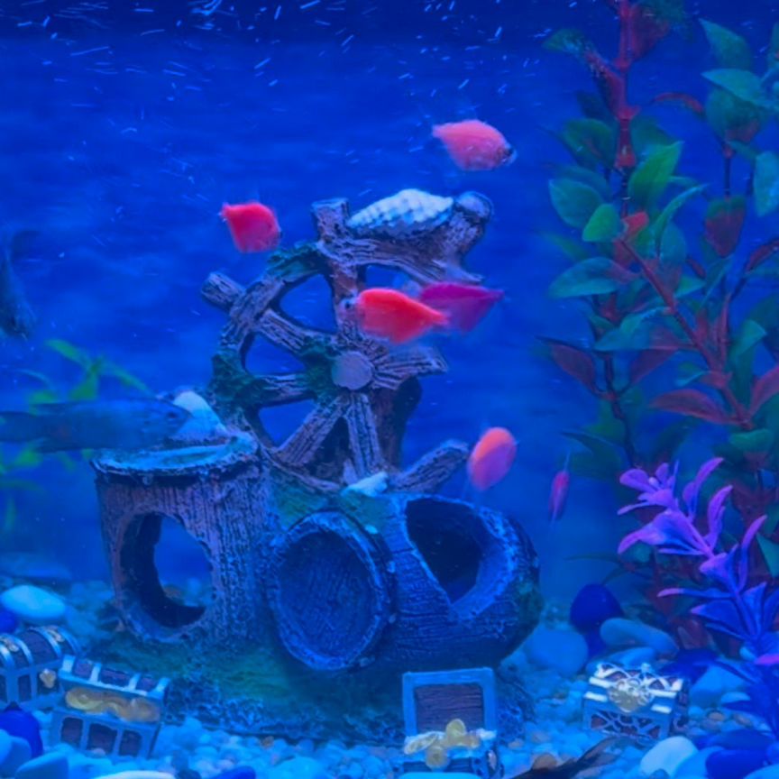 Аквариумные рыбки бесплатно москва