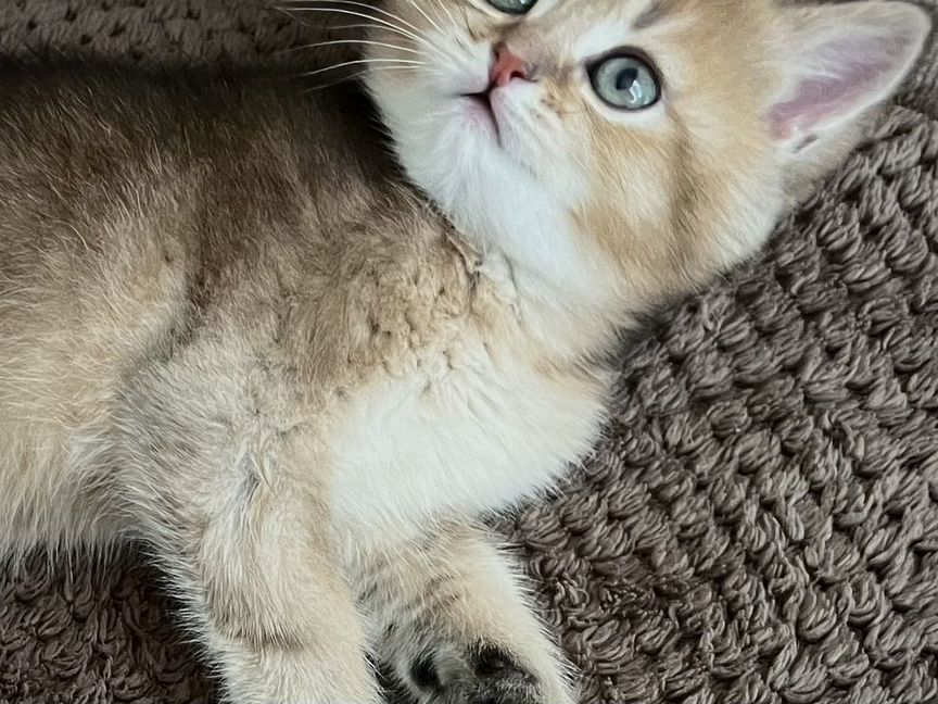 Шотландские котята