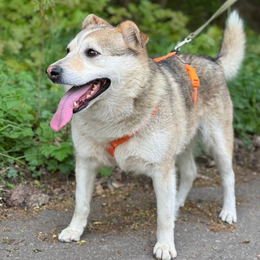 Взрослый пёс в добрые руки