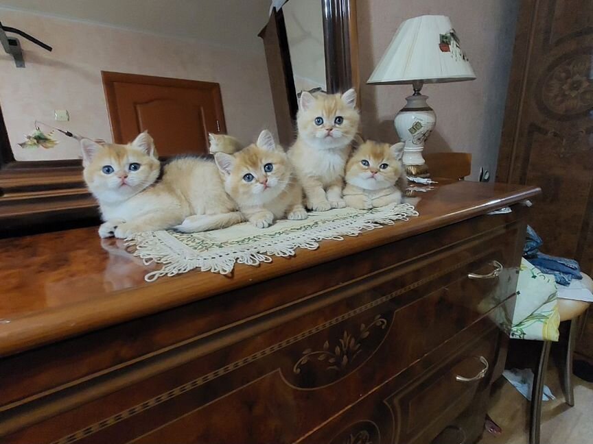 Британские котята золотая шиншилла