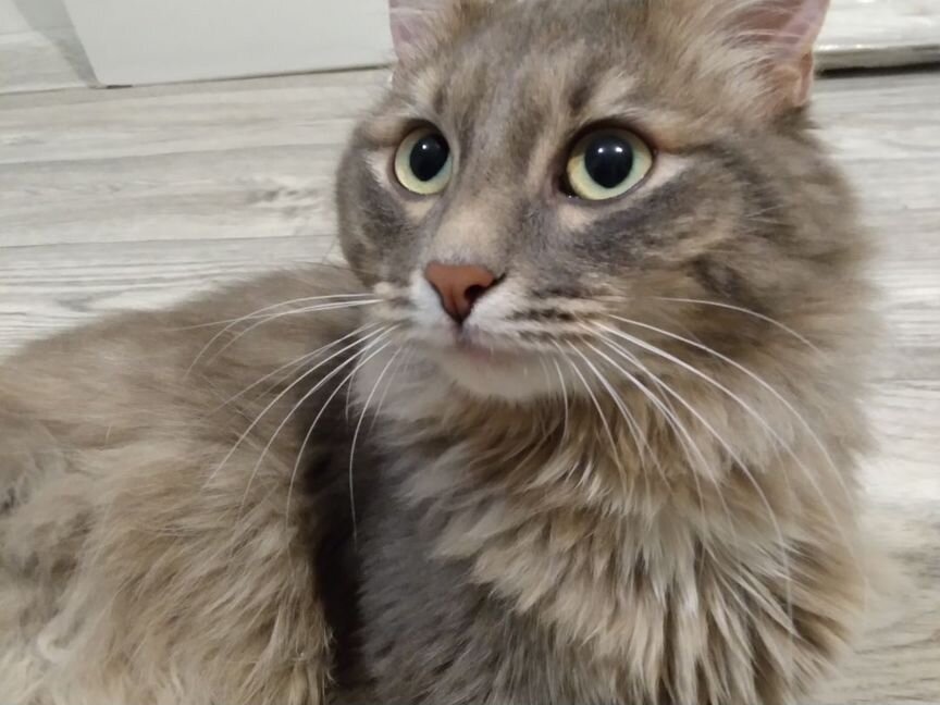 Кот