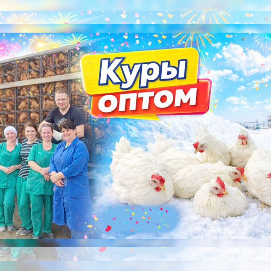 Элитные несушки Доминант