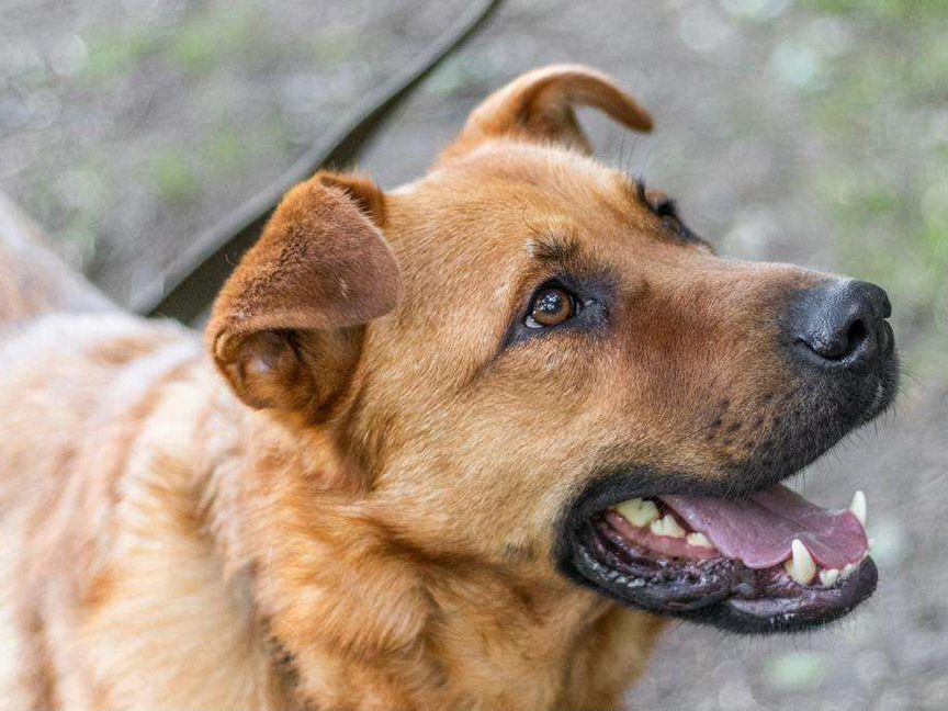 Идеальный пёс Рыжик в поисках дома