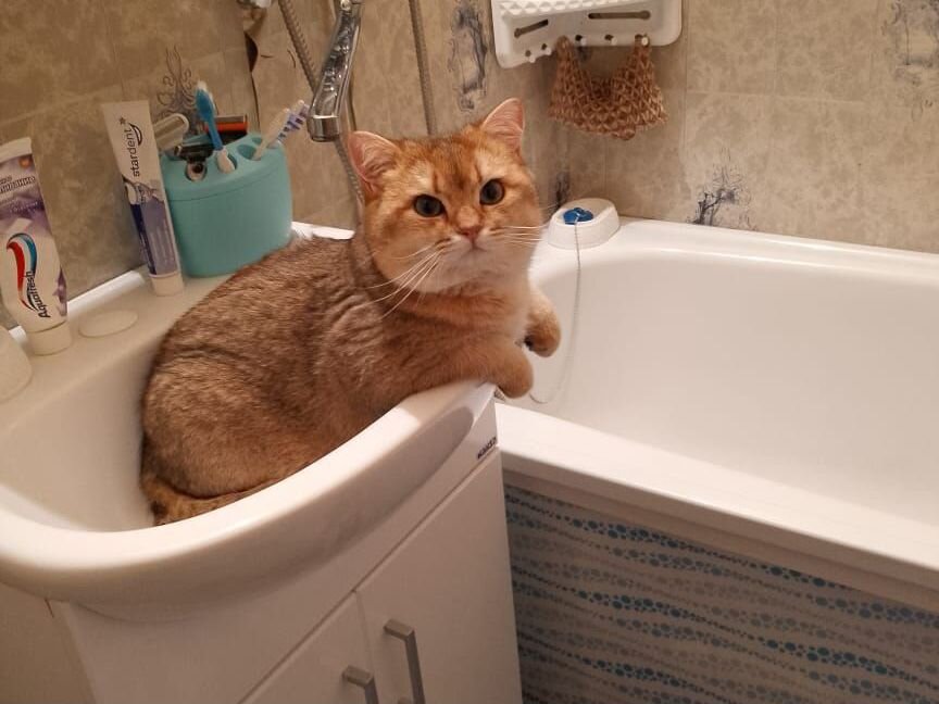 Британский кот