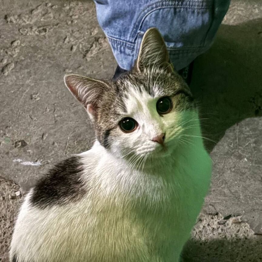 Котенок в добрые руки