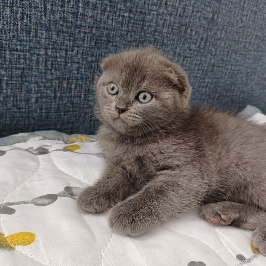 Шотландская