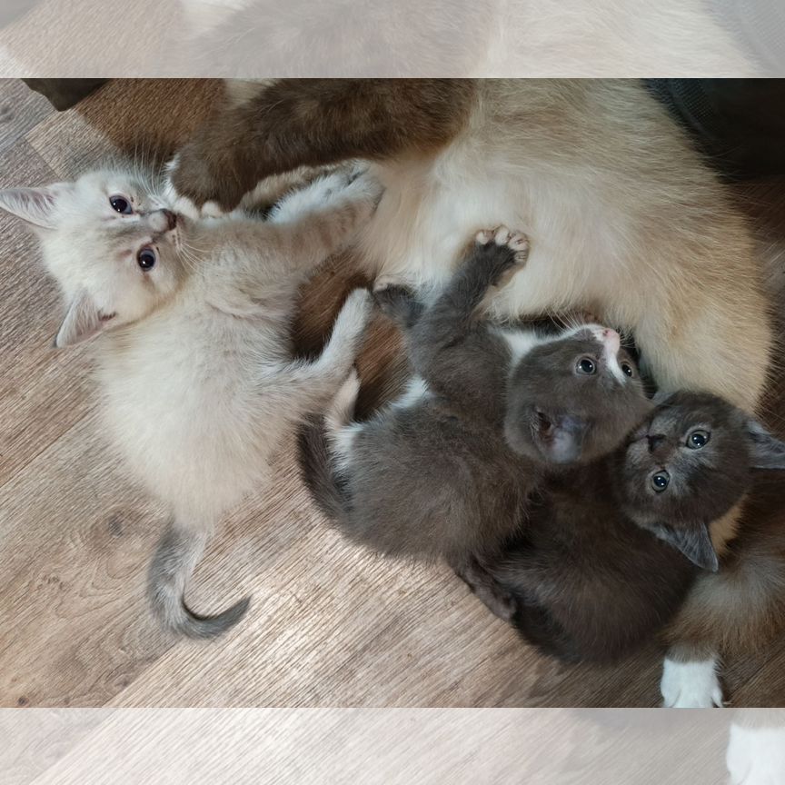 Котёнок в добрые руки