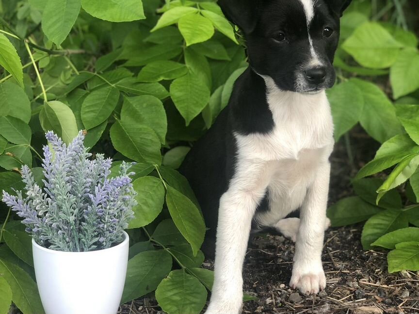 Щенок в добрые руки