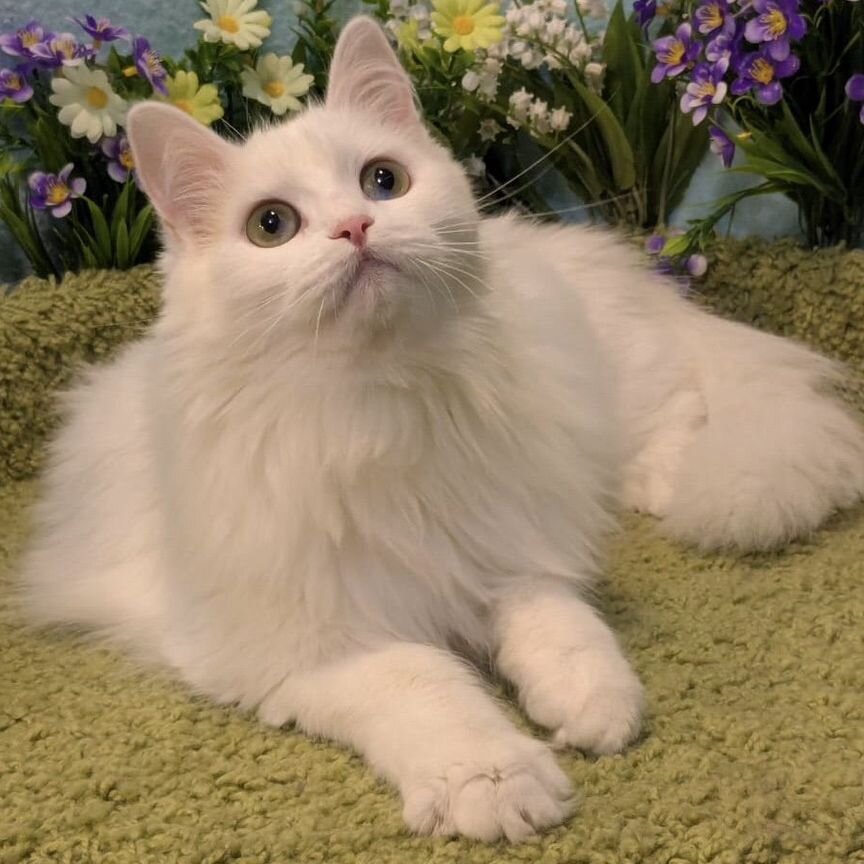 Стерилизованный котенок из приюта бесплатно