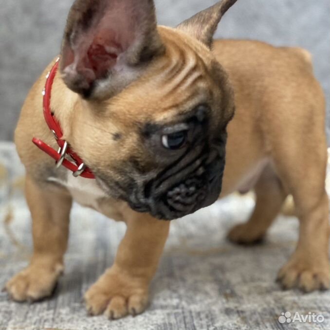 Француз красный мальчик