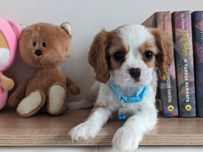 Мальчик кавалерчик с докум РКФ бленхейм