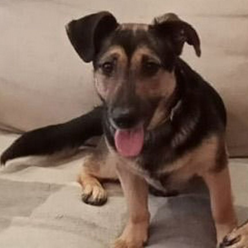 Взрослая собака в добрые руки