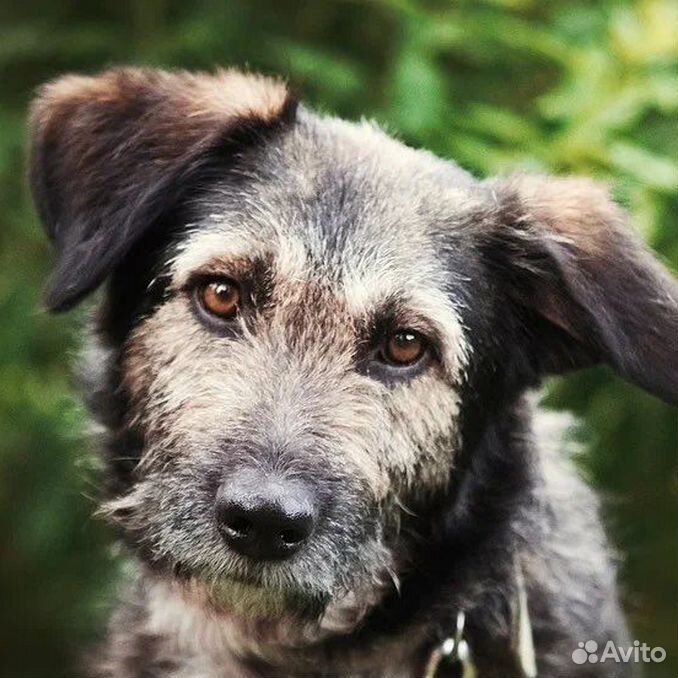 Собака бородач в добрые руки