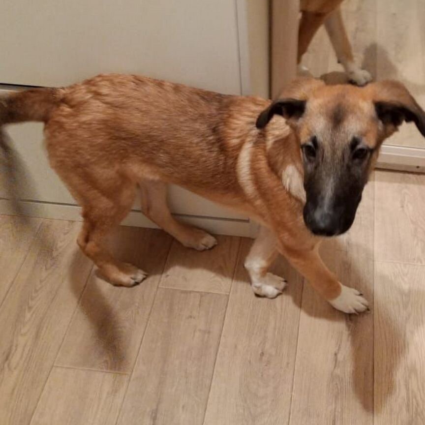 Щенок в добрые руки