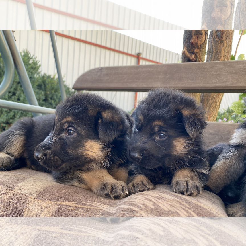 Немецкая овчарка