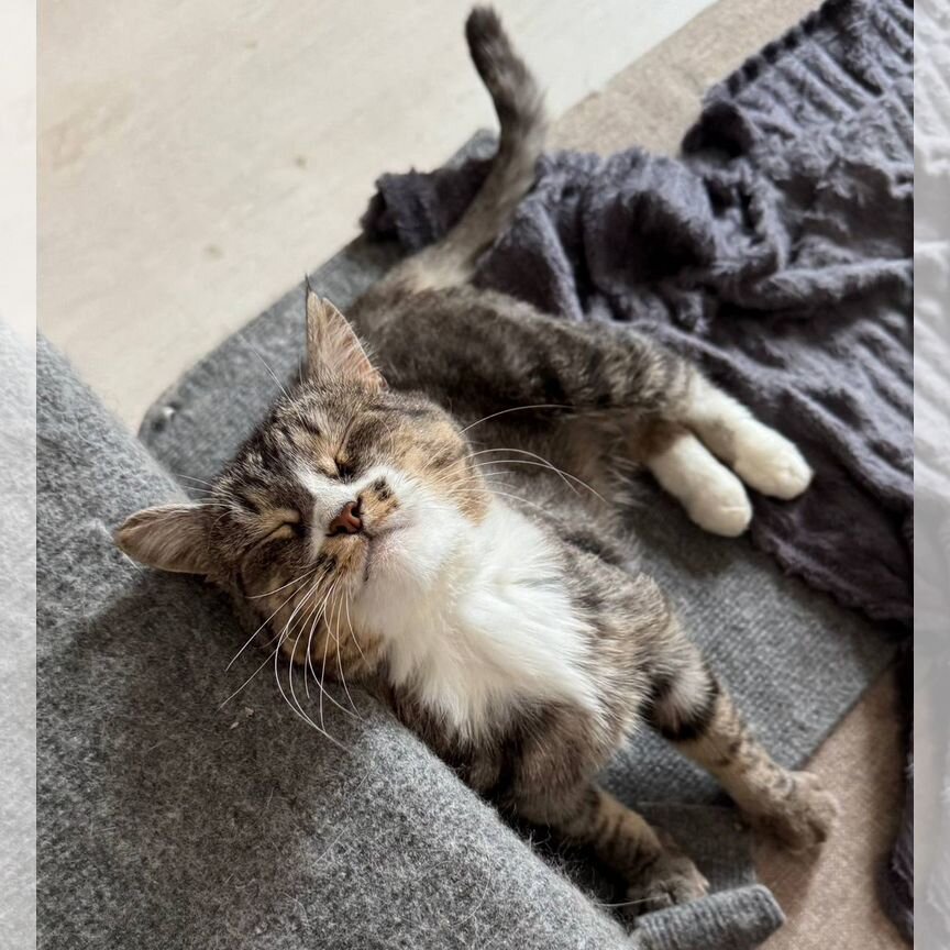 Взрослая, кошка в добрые руки