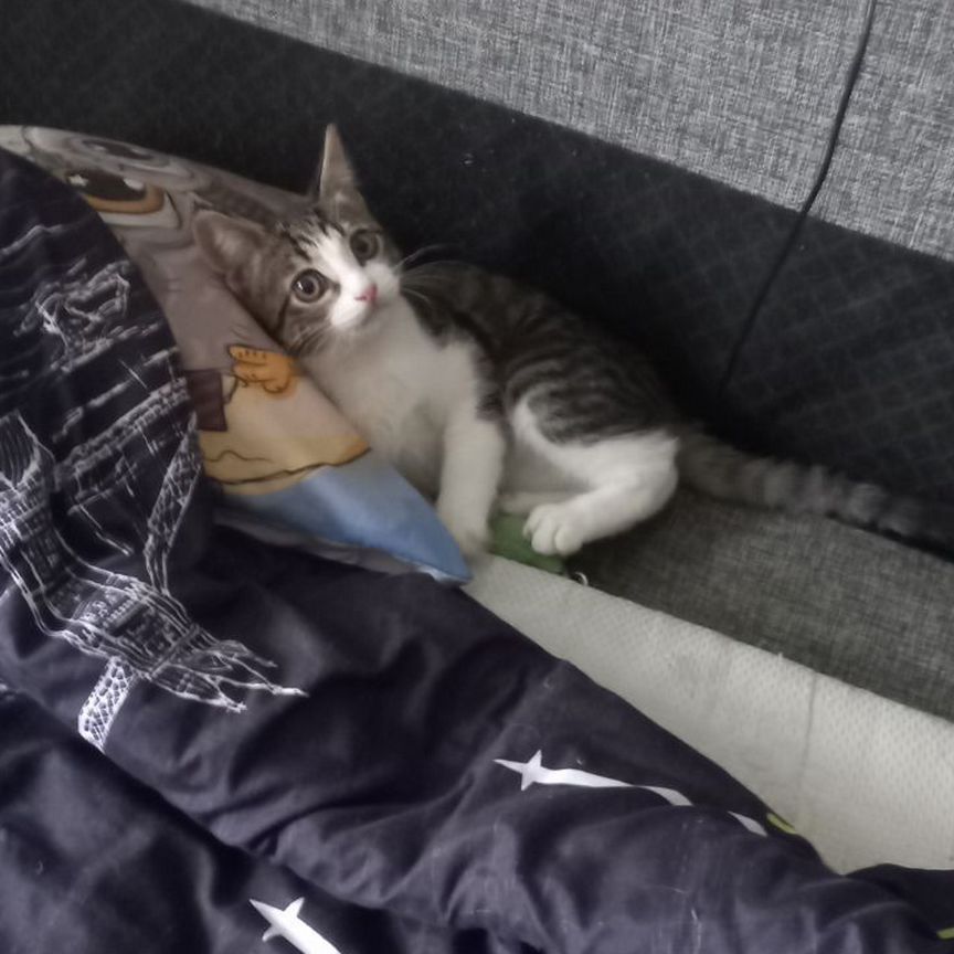Котёнок в добрые руки